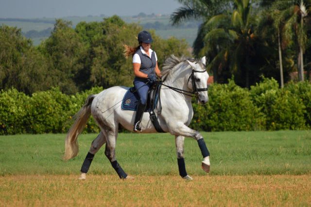 Cézanne Interagro | Interagro Lusitanos