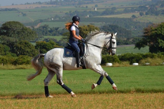 Cézanne Interagro | Interagro Lusitanos