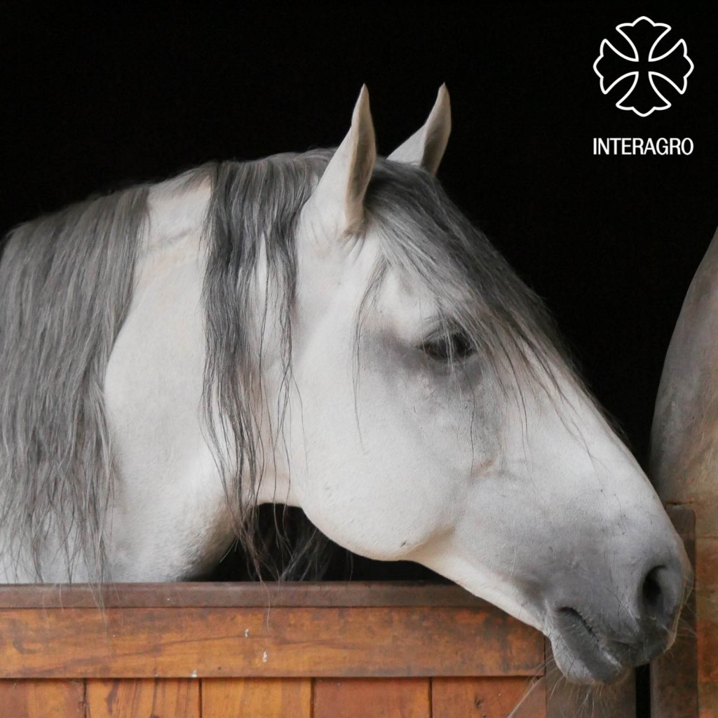 Gallery of Stallions | Product categories | Interagro Lusitanos