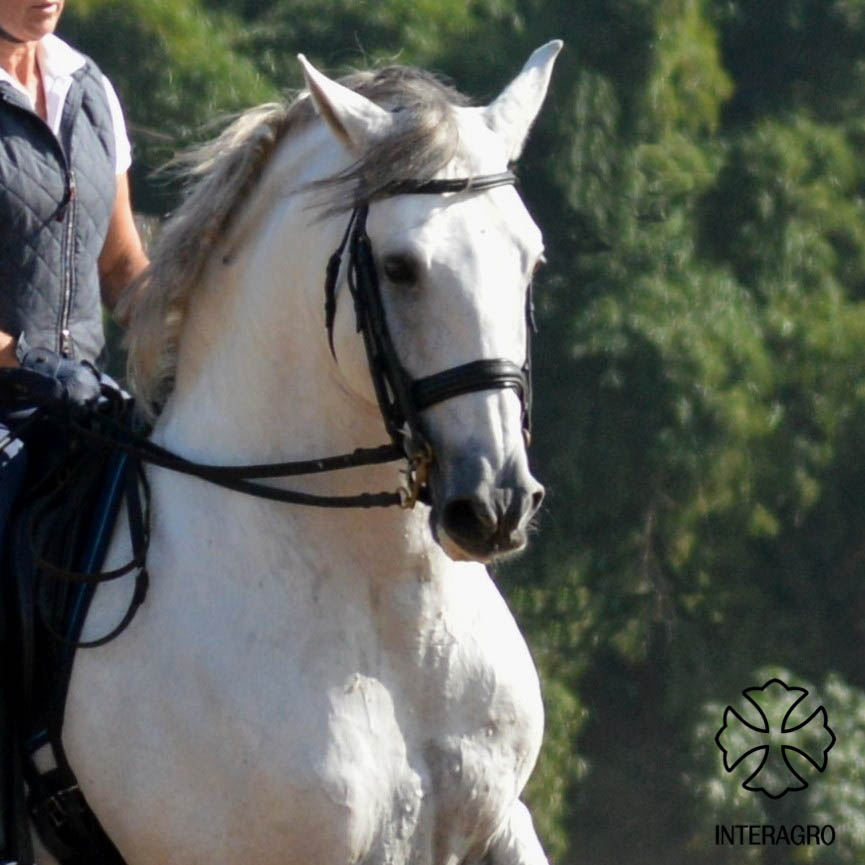 Cézanne Interagro | Interagro Lusitanos