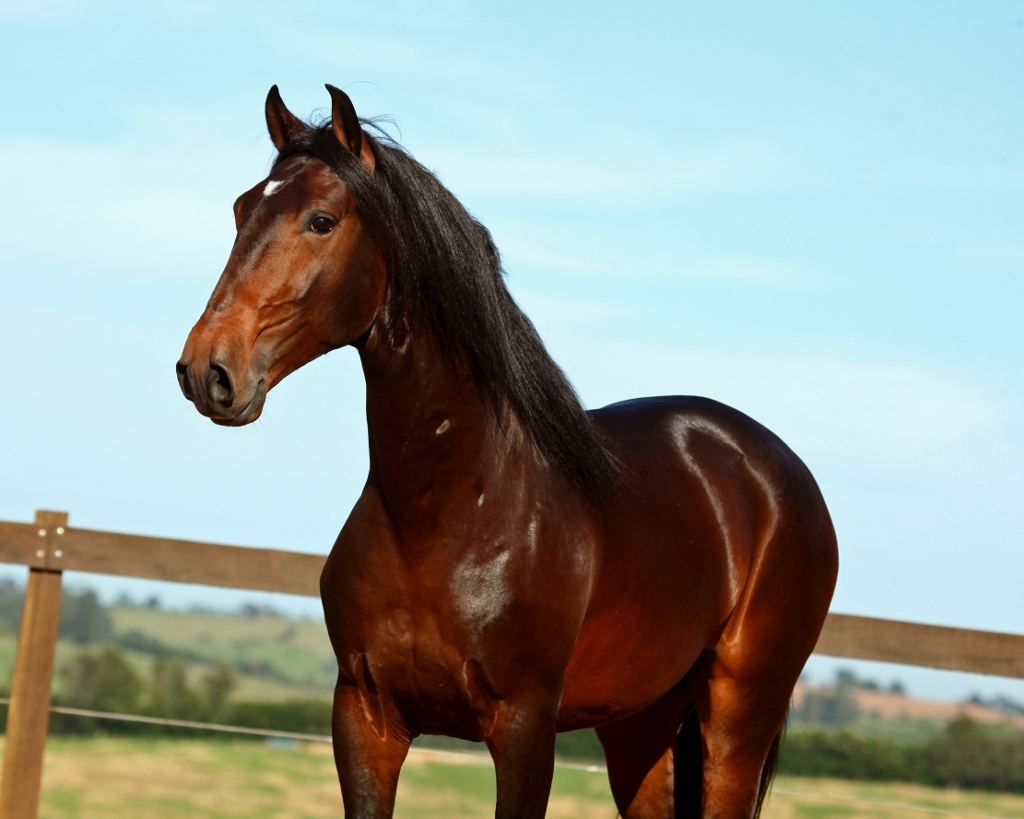 Lot 7 – Exemplar Interagro | Interagro Lusitanos