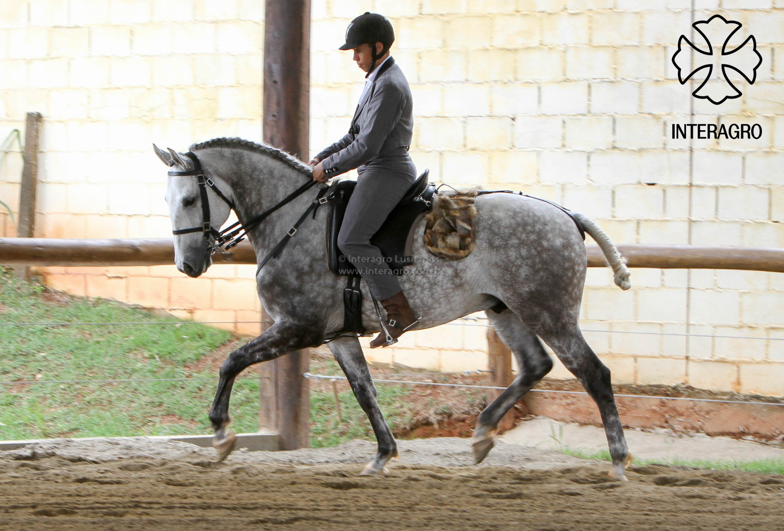 Feitor Interagro | Interagro Lusitanos