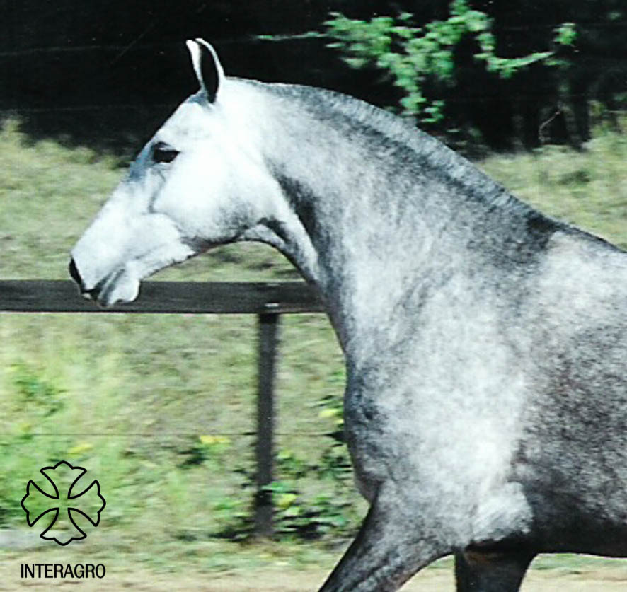 Papoula Interagro | Interagro Lusitanos