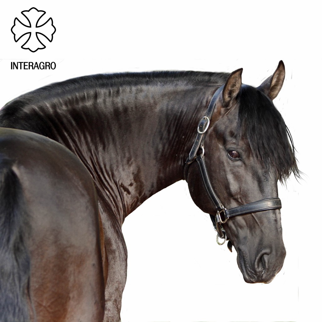 Queequeg Interagro | Interagro Lusitanos