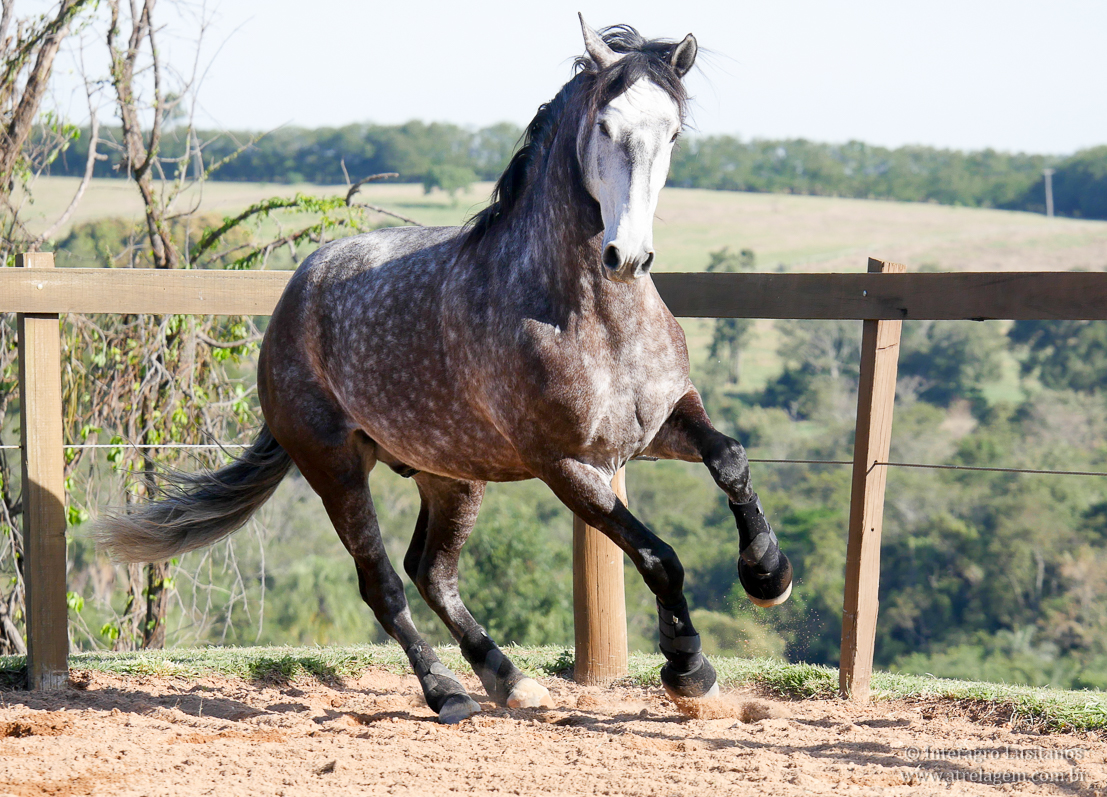 Gatão Interagro | Interagro Lusitanos