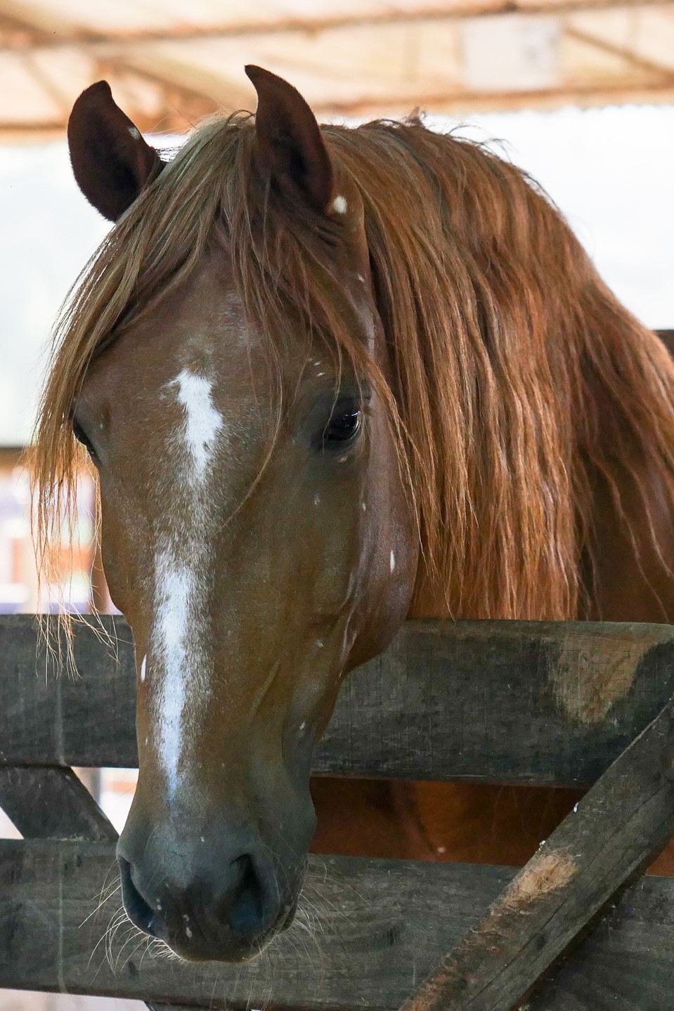 Xilador Interagro | Interagro Lusitanos