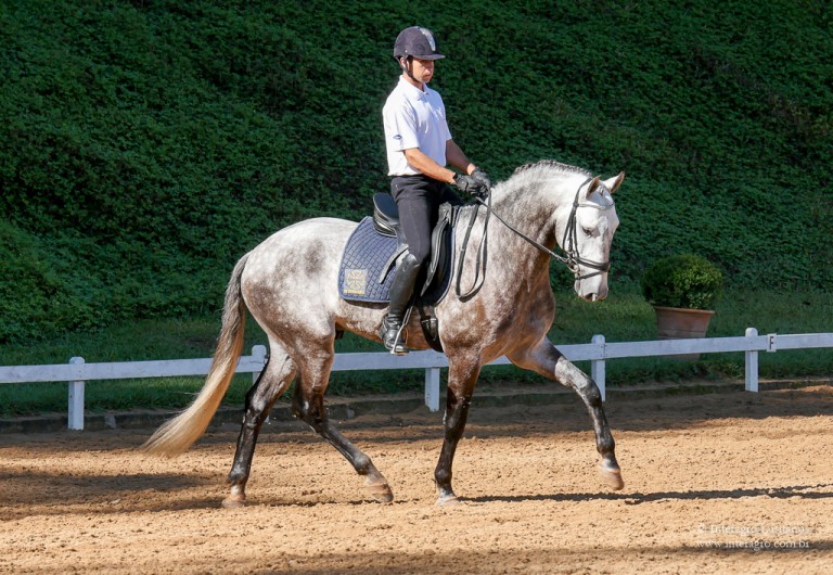 Interagro Dressage Ranking – results of 2nd phase | Interagro Lusitanos