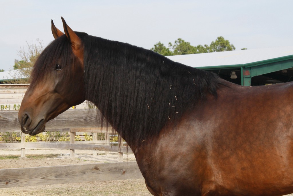 The Chronicle of the Horse: Caliente Interagro Selected To Ride In NEDA ...