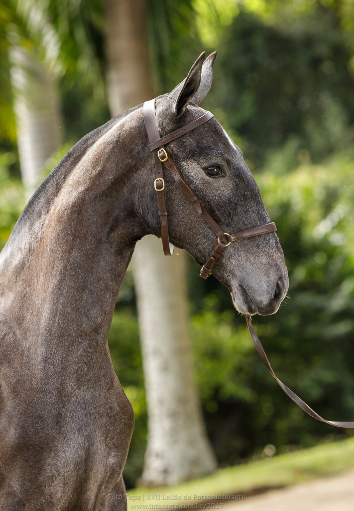 Lot 01 – Naive Interagro | Interagro Lusitanos