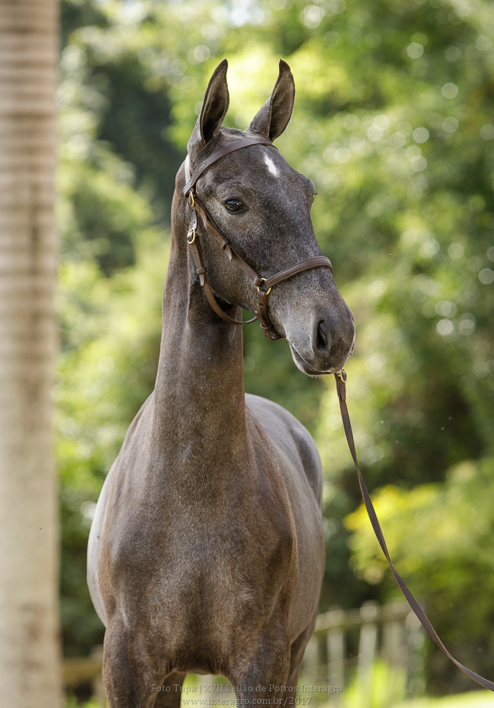 Lot 01 – Naive Interagro | Interagro Lusitanos