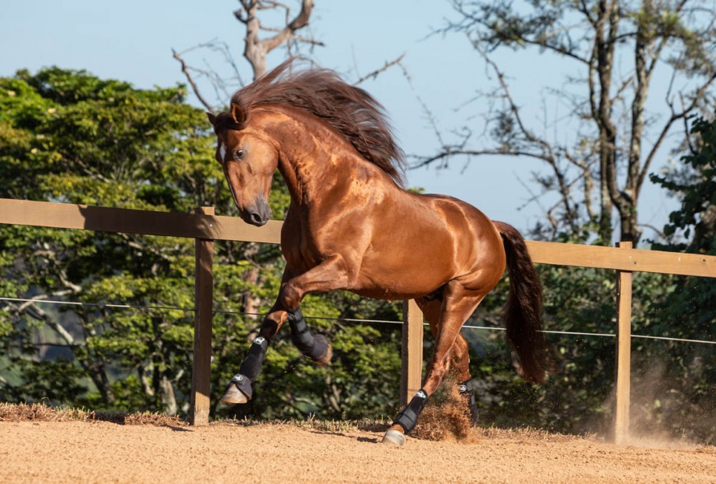 Jellicoe Interagro | Interagro Lusitanos