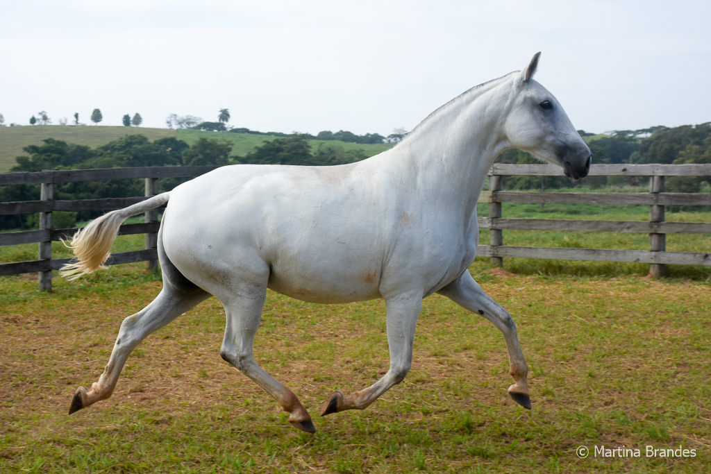 Íris Interagro | Interagro Lusitanos