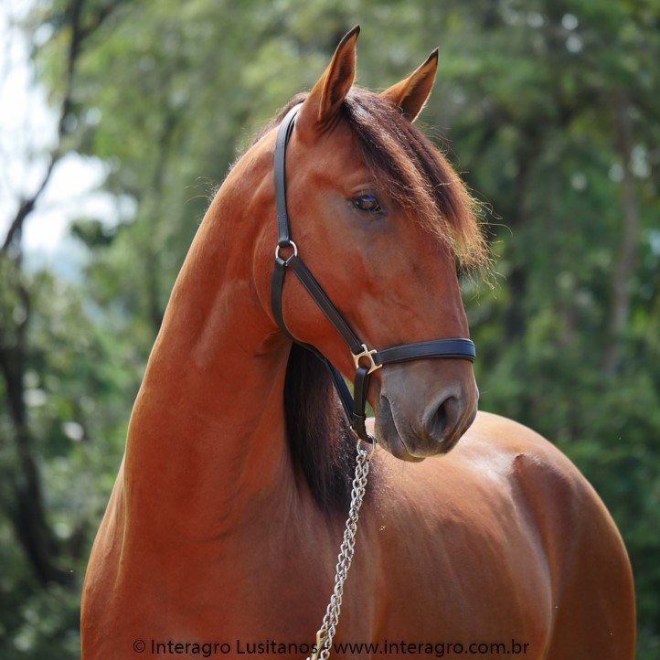 Olegário Interagro | Interagro Lusitanos