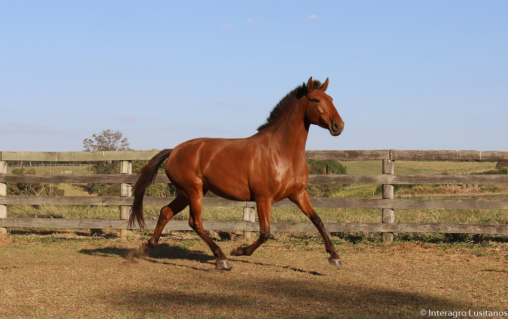 Piedosa Interagro | Interagro Lusitanos