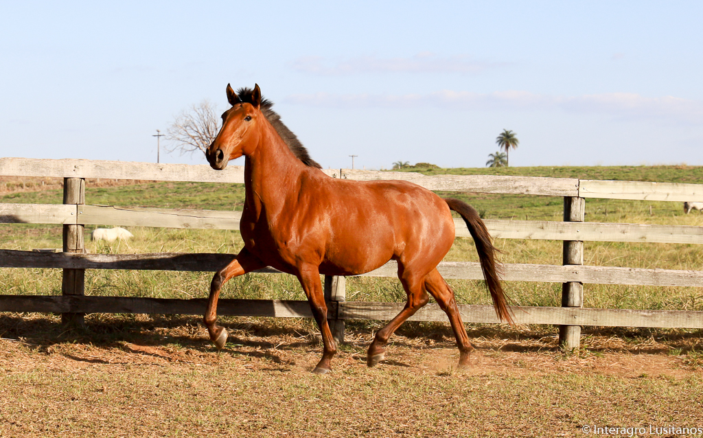 Piedosa Interagro | Interagro Lusitanos