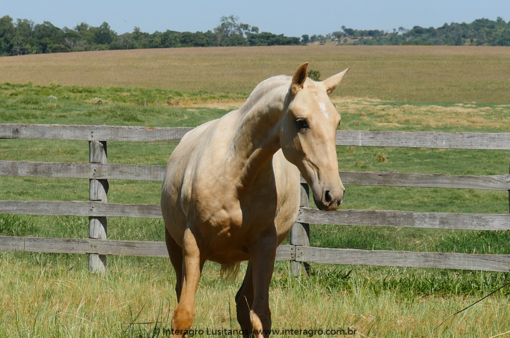 Quira Interagro | Interagro Lusitanos