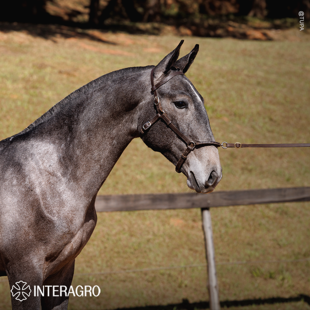 2023 – Interagro Yearlings Collection | Product categories | Interagro ...