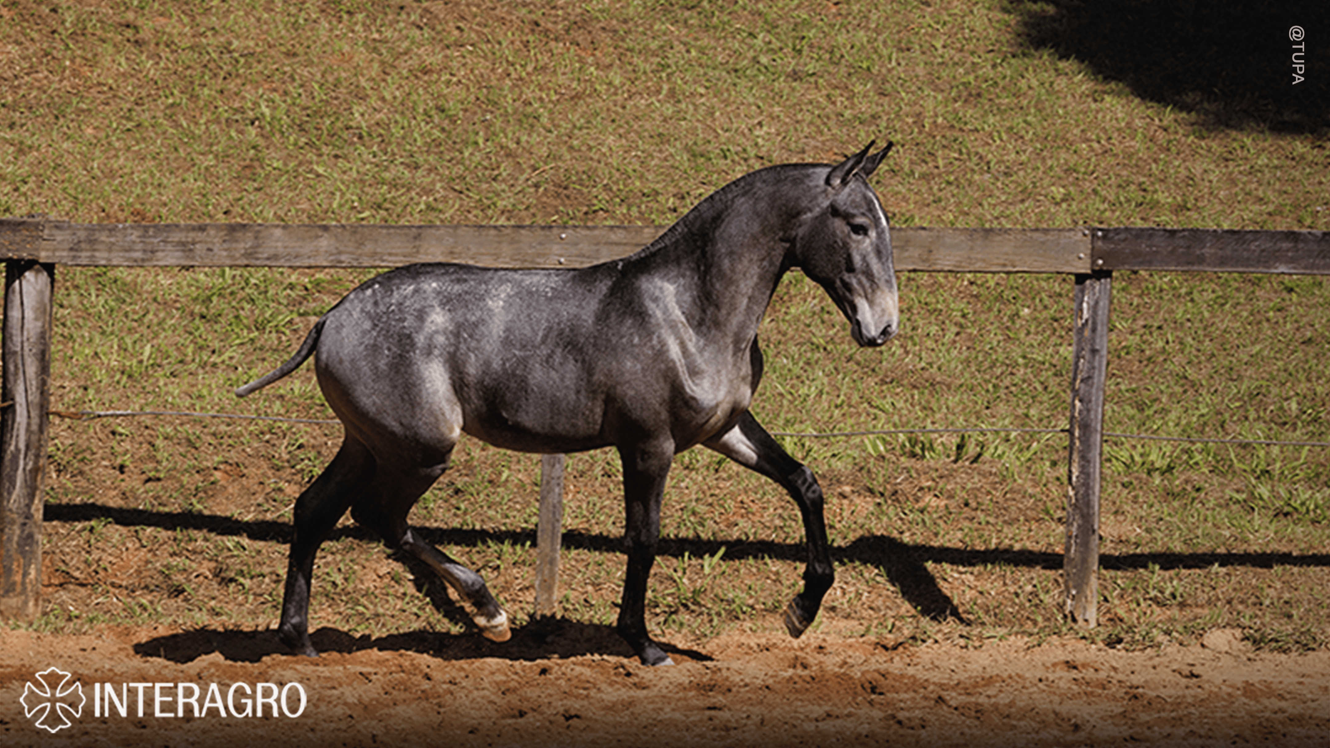Tordilho Interagro | Interagro Lusitanos